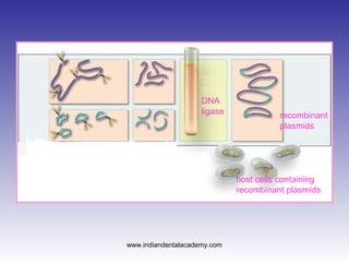 Genetics factor in development of malocclusion | PPT