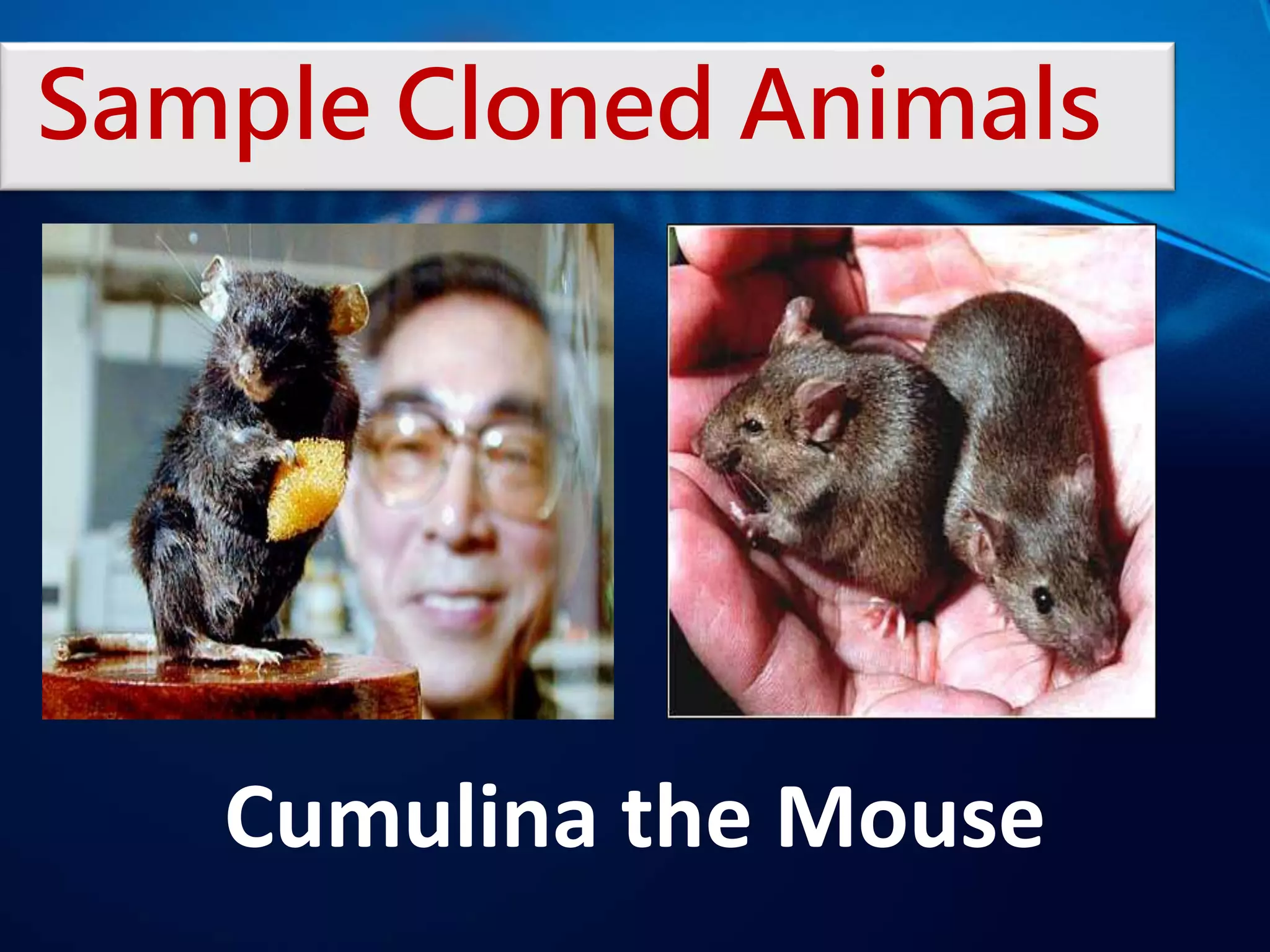 Animal Cloning | PPTX