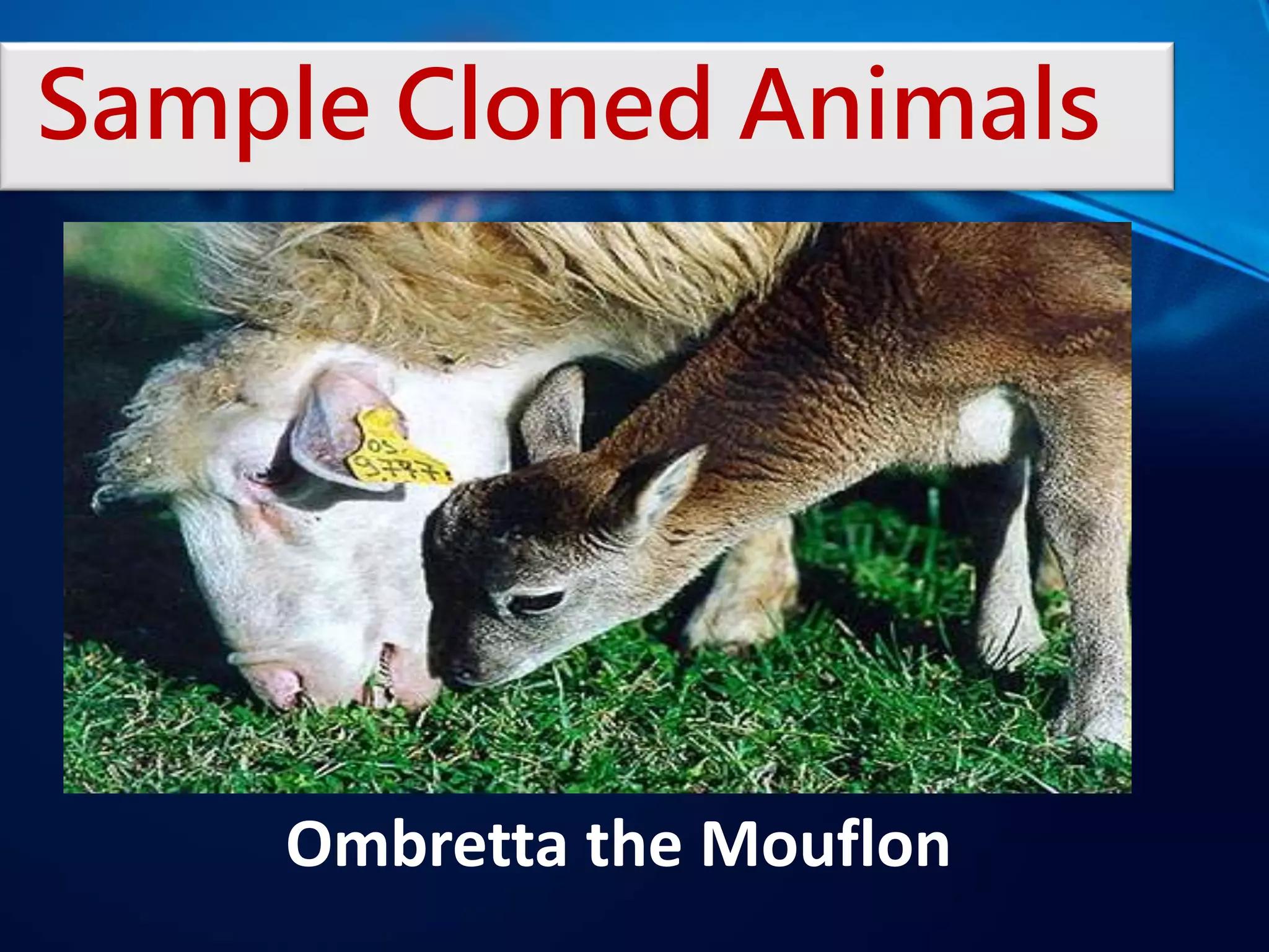 Animal Cloning | PPTX