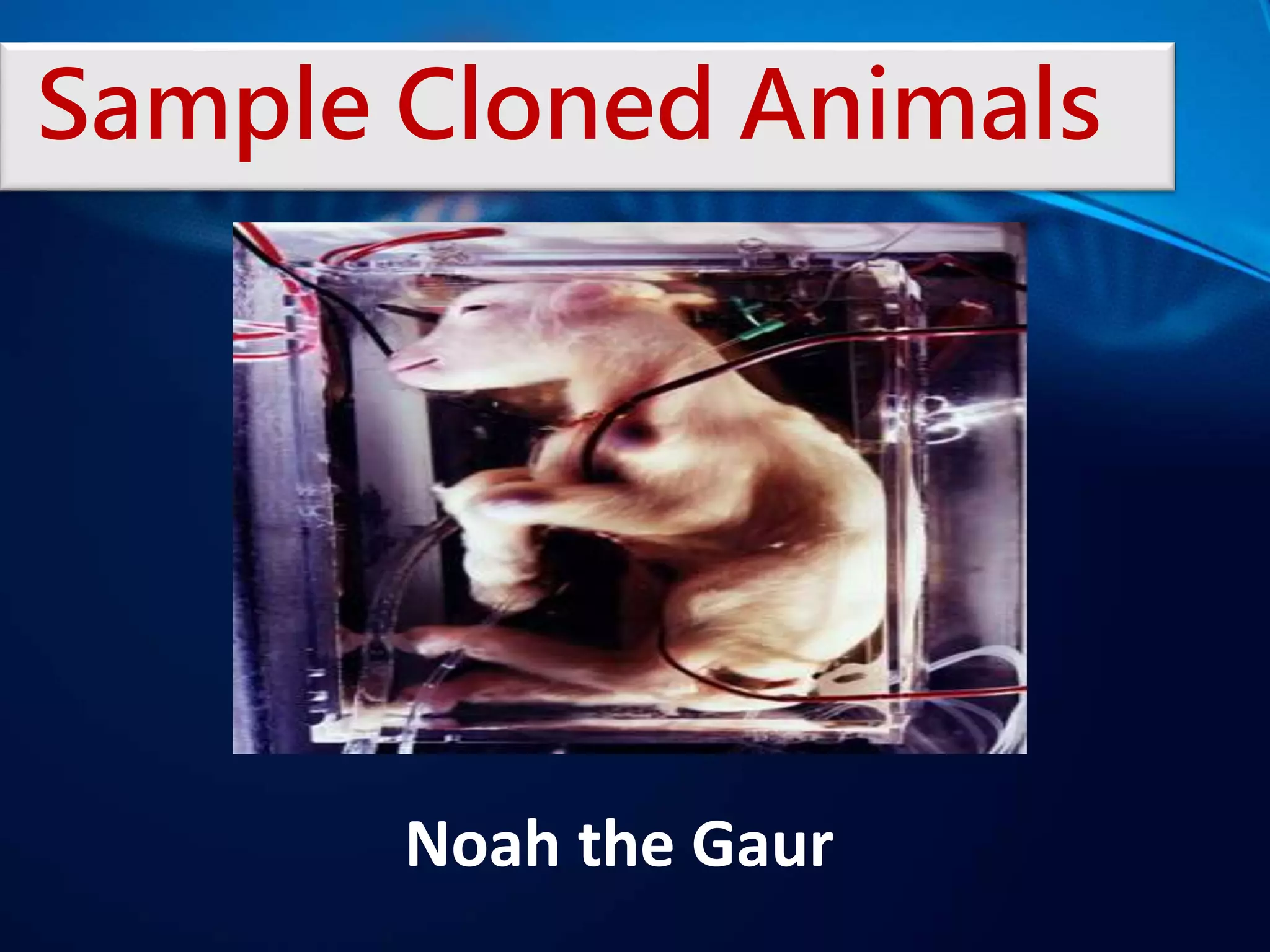 Animal Cloning | PPTX