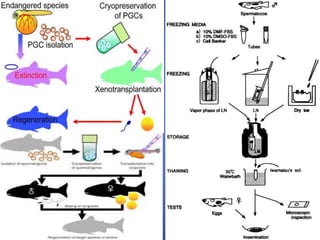 Genetics for fish_resource_conservation_new_krik[1] | PPTX