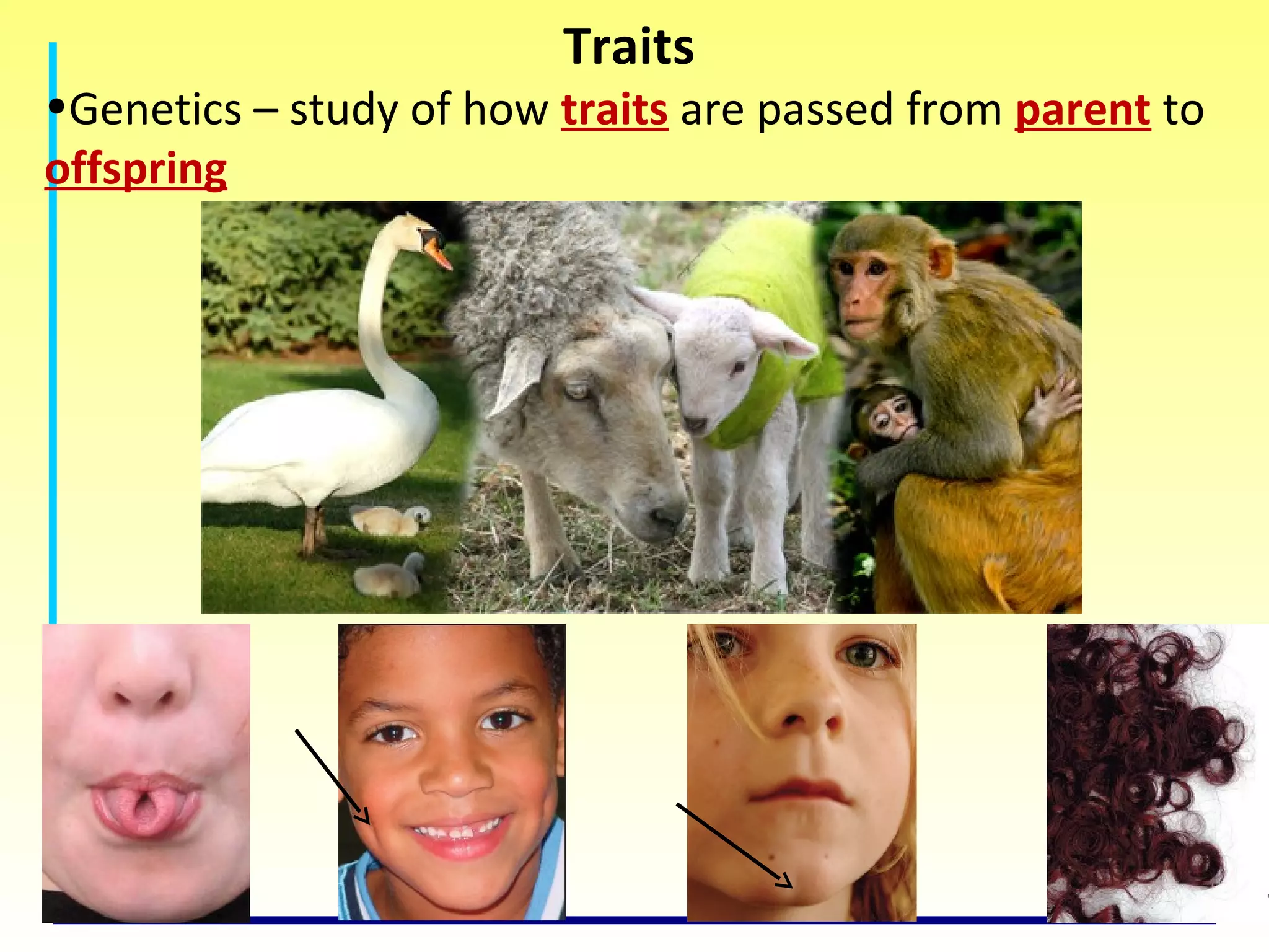 Genetics for kids | PPT