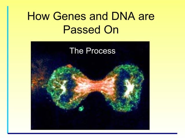 Genetics for kids | PPT | Genetics | Science