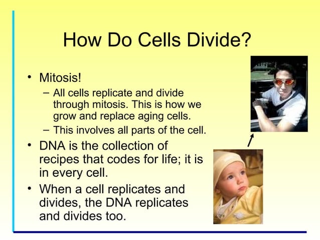 Genetics for kids | PPT | Genetics | Science