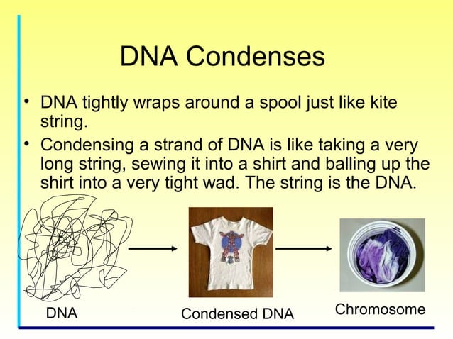 Genetics for kids | PPT | Genetics | Science
