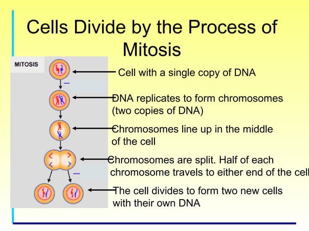 Genetics for kids | PPT | Genetics | Science