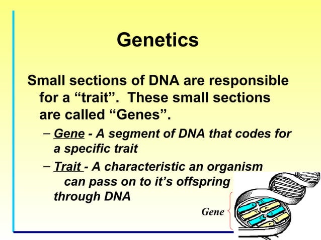 Genetics for kids | PPT | Genetics | Science