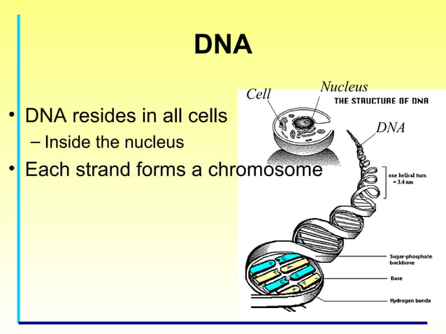 Genetics for kids | PPT | Genetics | Science