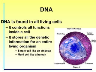Genetics for kids | PPT