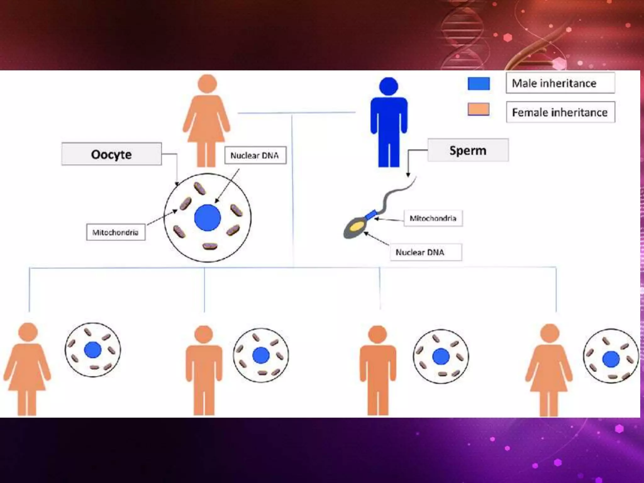 Genetics for nurses inheritance | PPTX