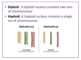 GENETICS FOR NURSING STUDENTS UNIT 1.pptx