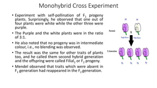 Genetics FY ppt.pptx