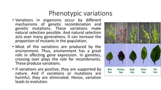 Genetics FY ppt.pptx