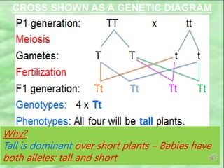 genetics and inheritance | PPT