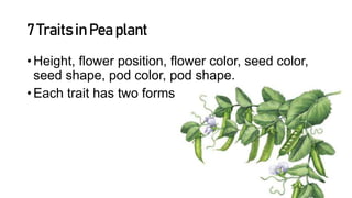 Genetics gr 9_053811.pptx
