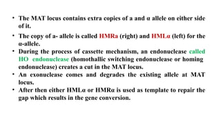 Yeast Mating Types: Unraveling the Secrets of Sexual Reproduction in ...