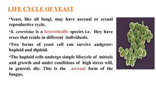 Yeast Mating Types: Unraveling the Secrets of Sexual Reproduction in ...