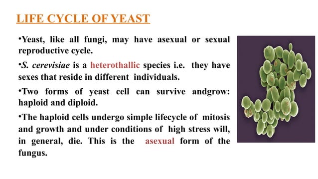 Yeast Mating Types: Unraveling the Secrets of Sexual Reproduction in Yeast | PPTX