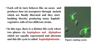 Yeast Mating Types: Unraveling the Secrets of Sexual Reproduction in ...