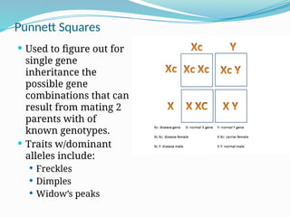 GENETICS inheritance pptx............... | PPTX
