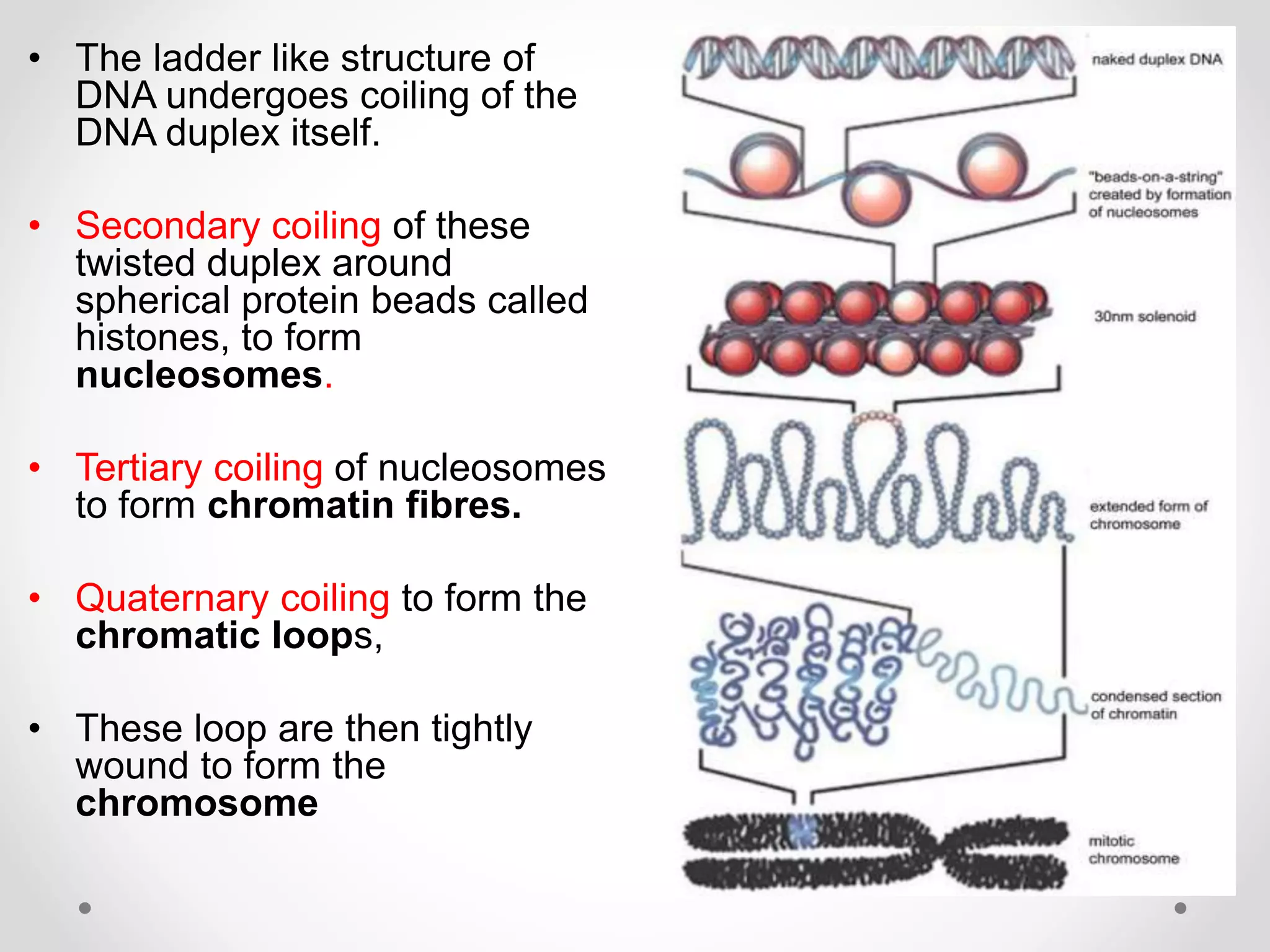 Genetics in orthodonics | PPTX