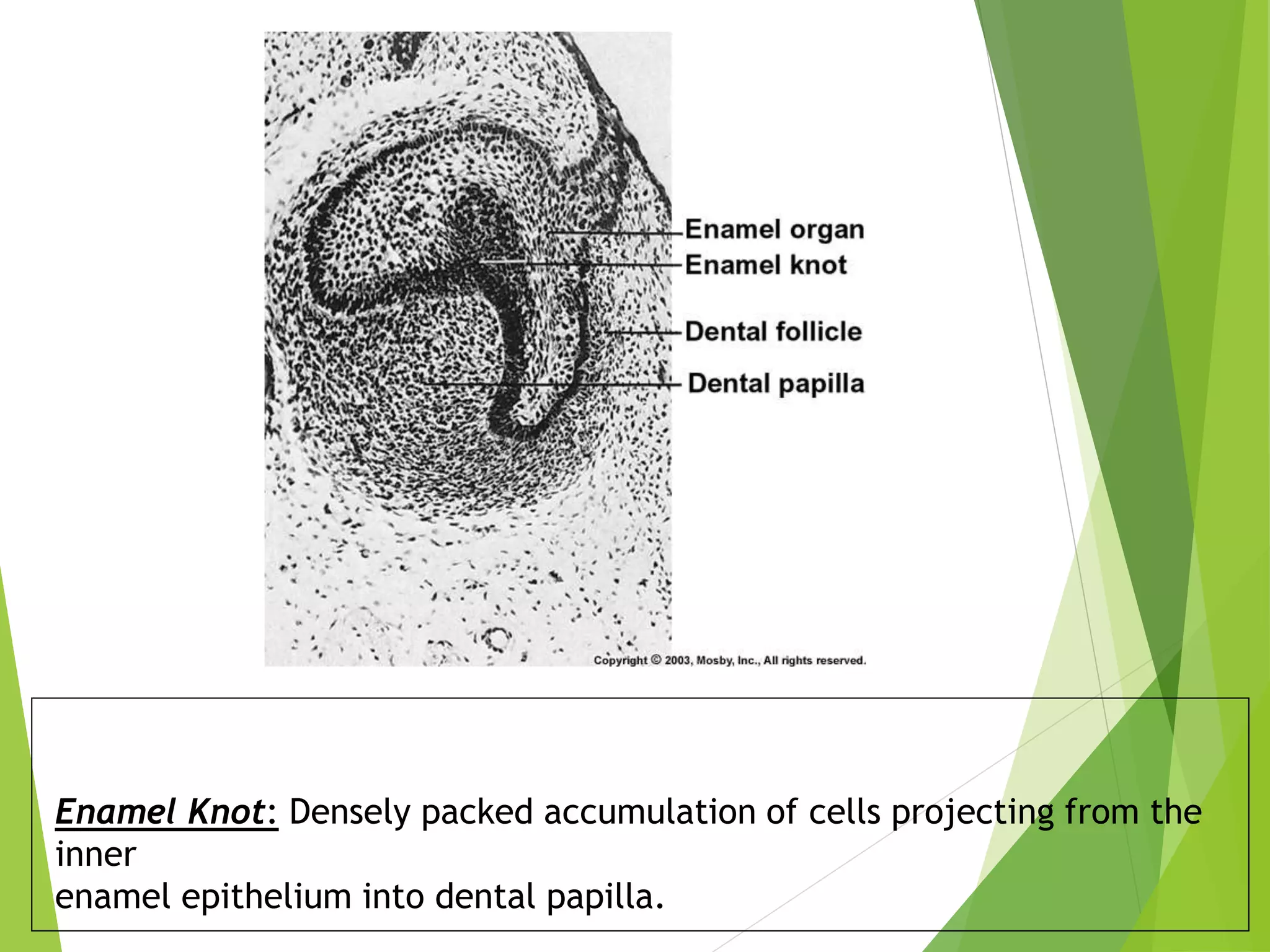 Genetics in tooth development | PPTX