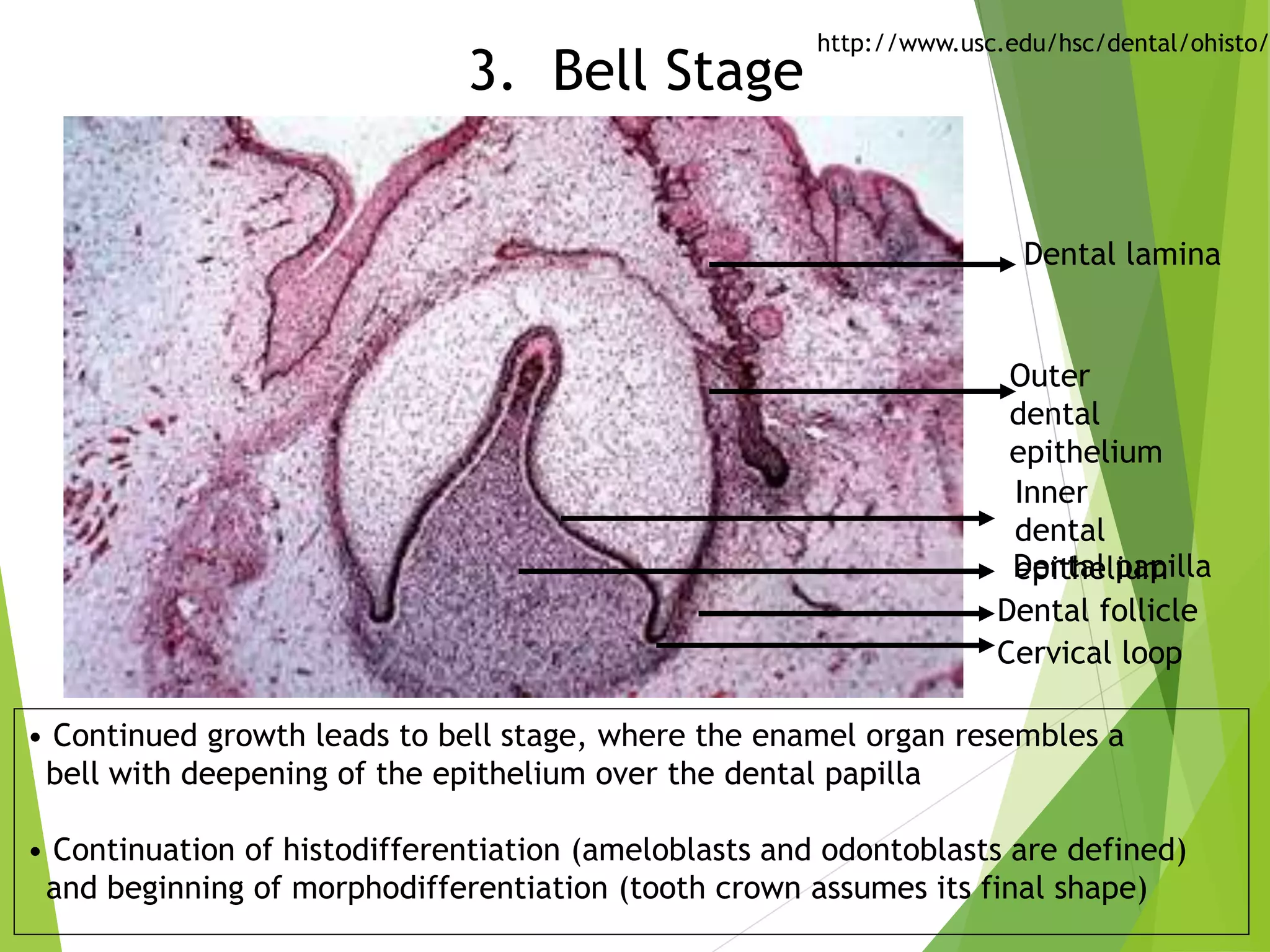 Genetics in tooth development | PPTX