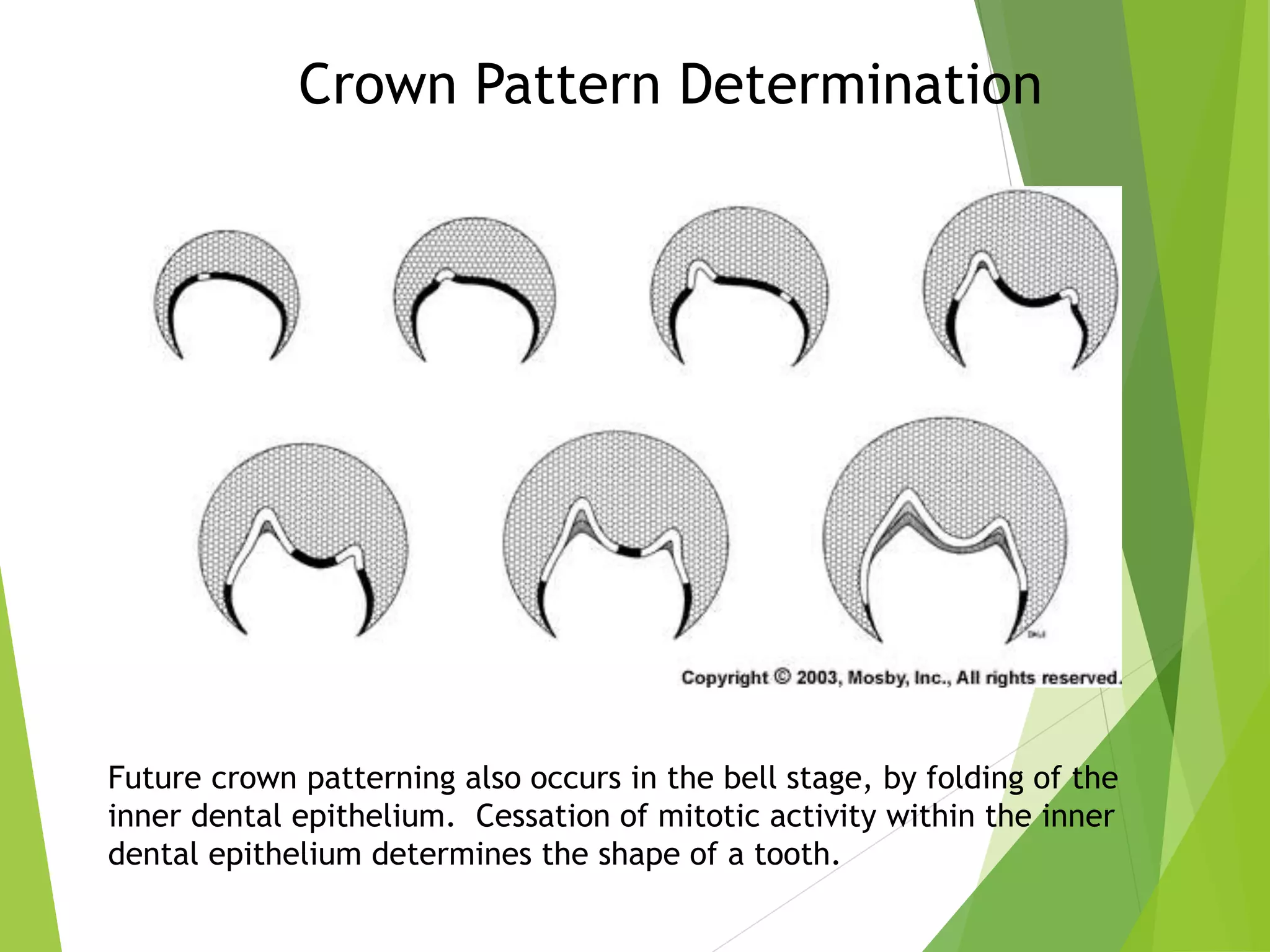 Genetics in tooth development | PPTX