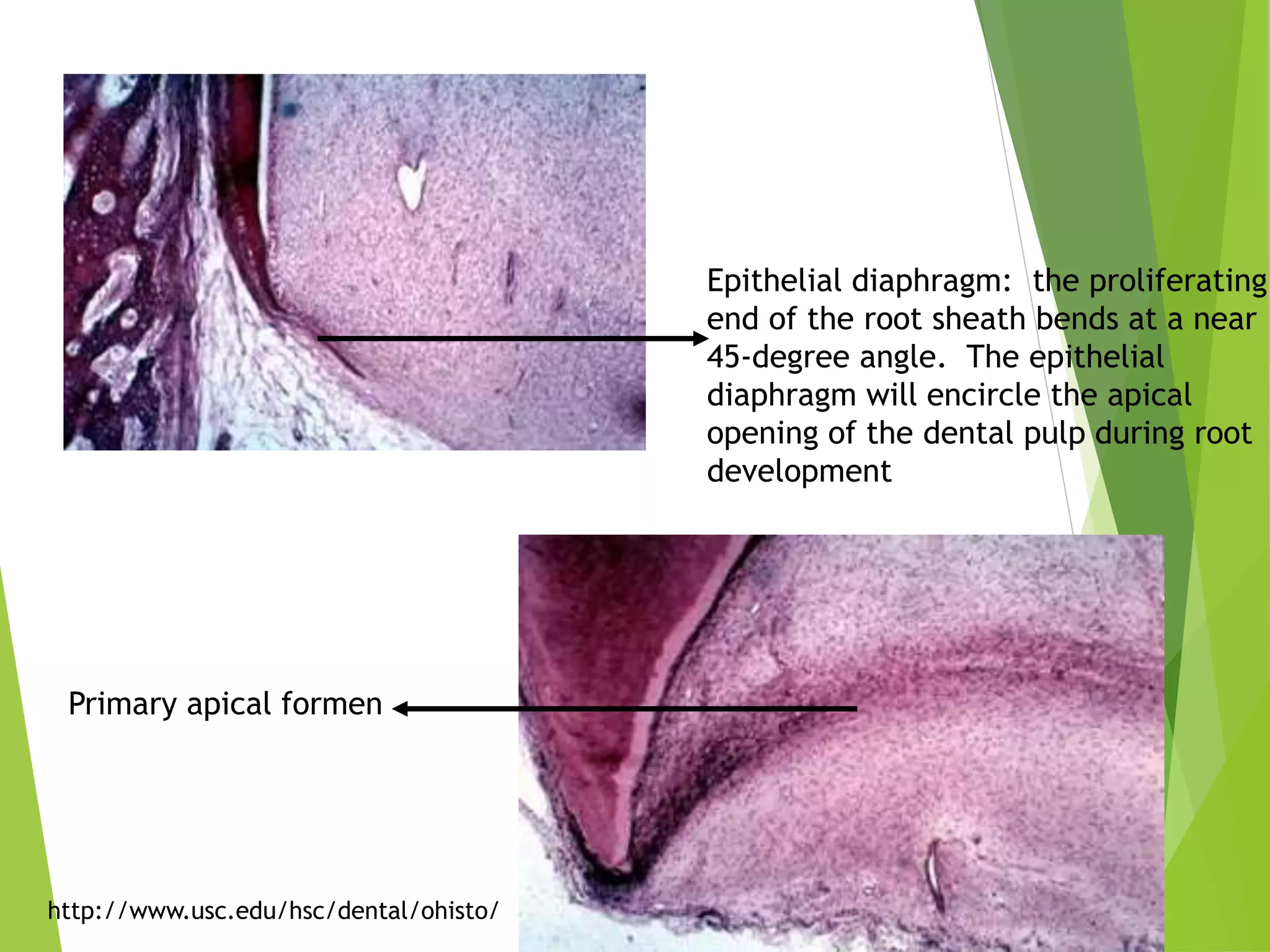 Genetics in tooth development | PPTX
