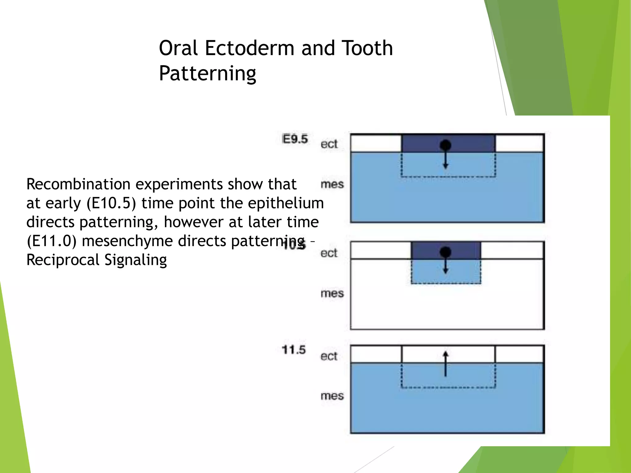 Genetics in tooth development | PPTX