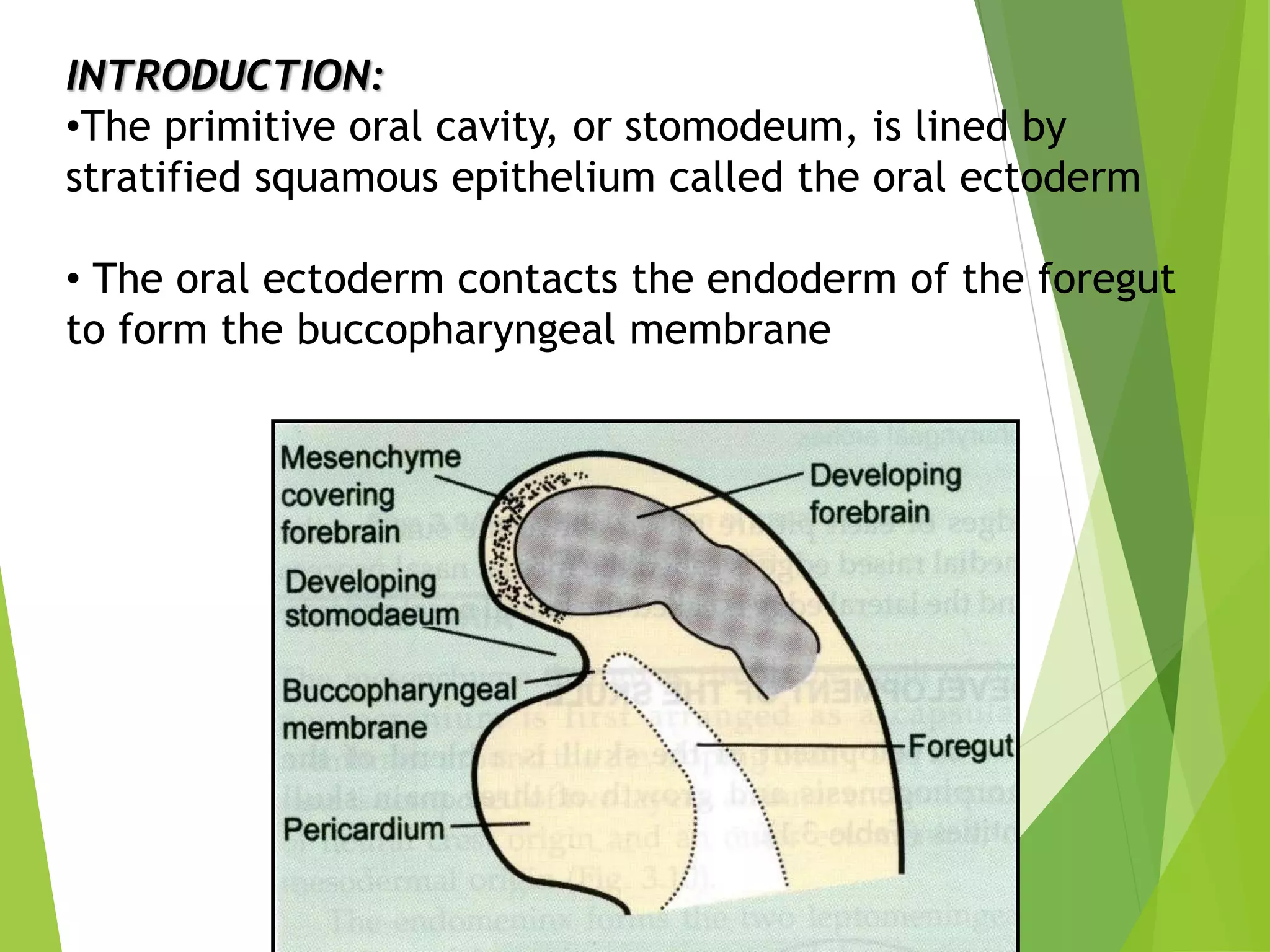 Genetics in tooth development | PPTX