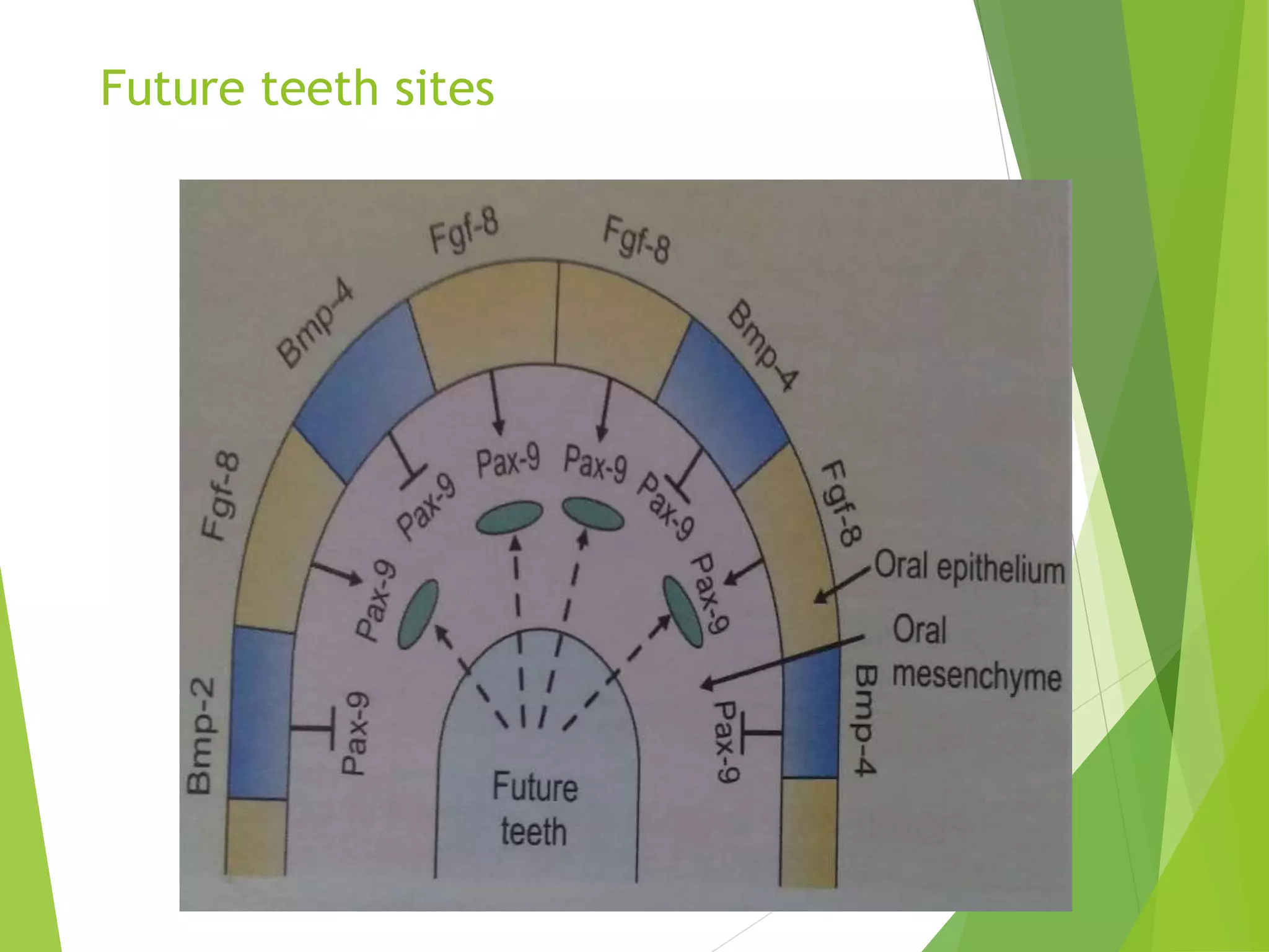 Genetics in tooth development | PPTX