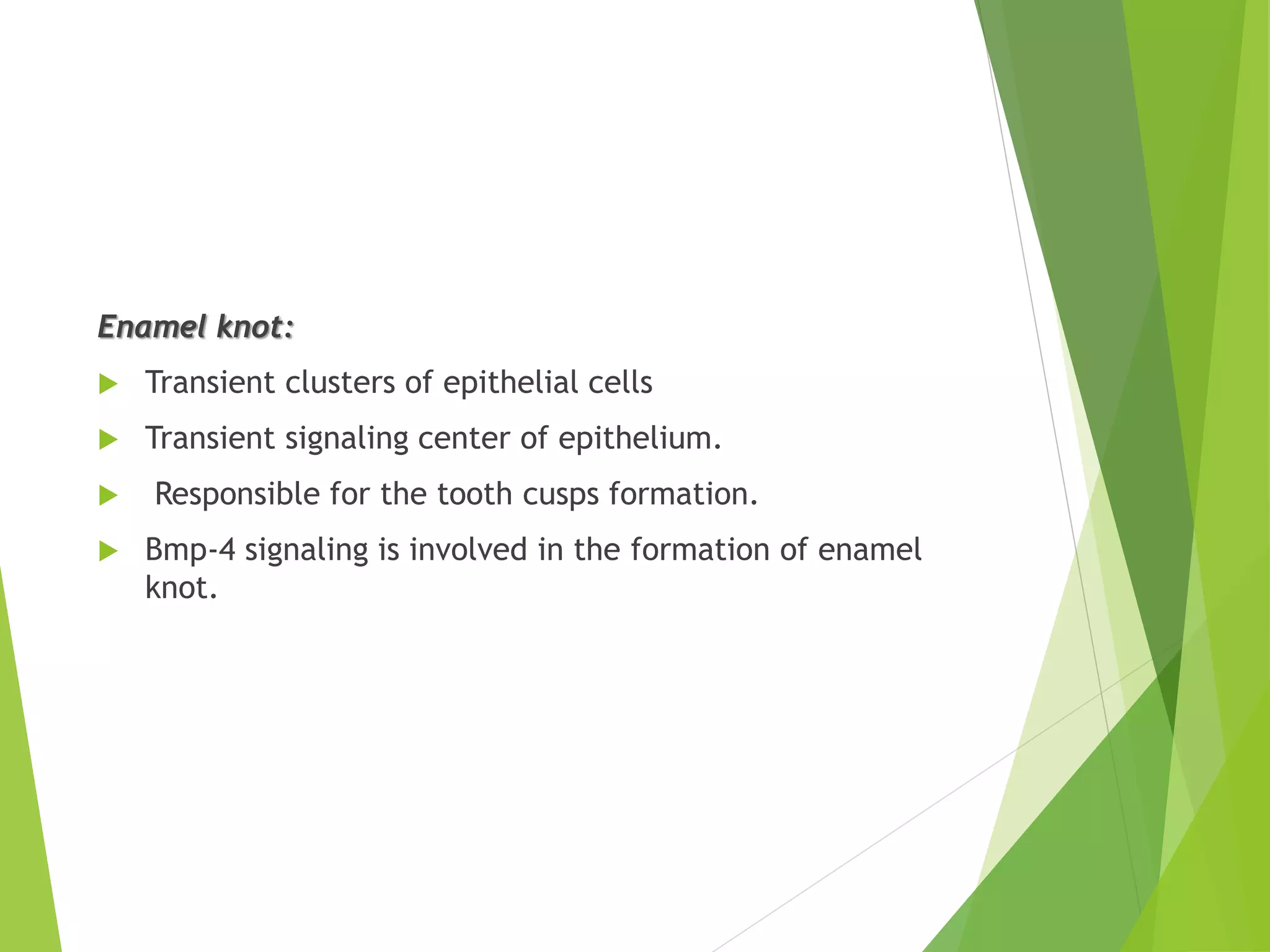Genetics in tooth development | PPTX