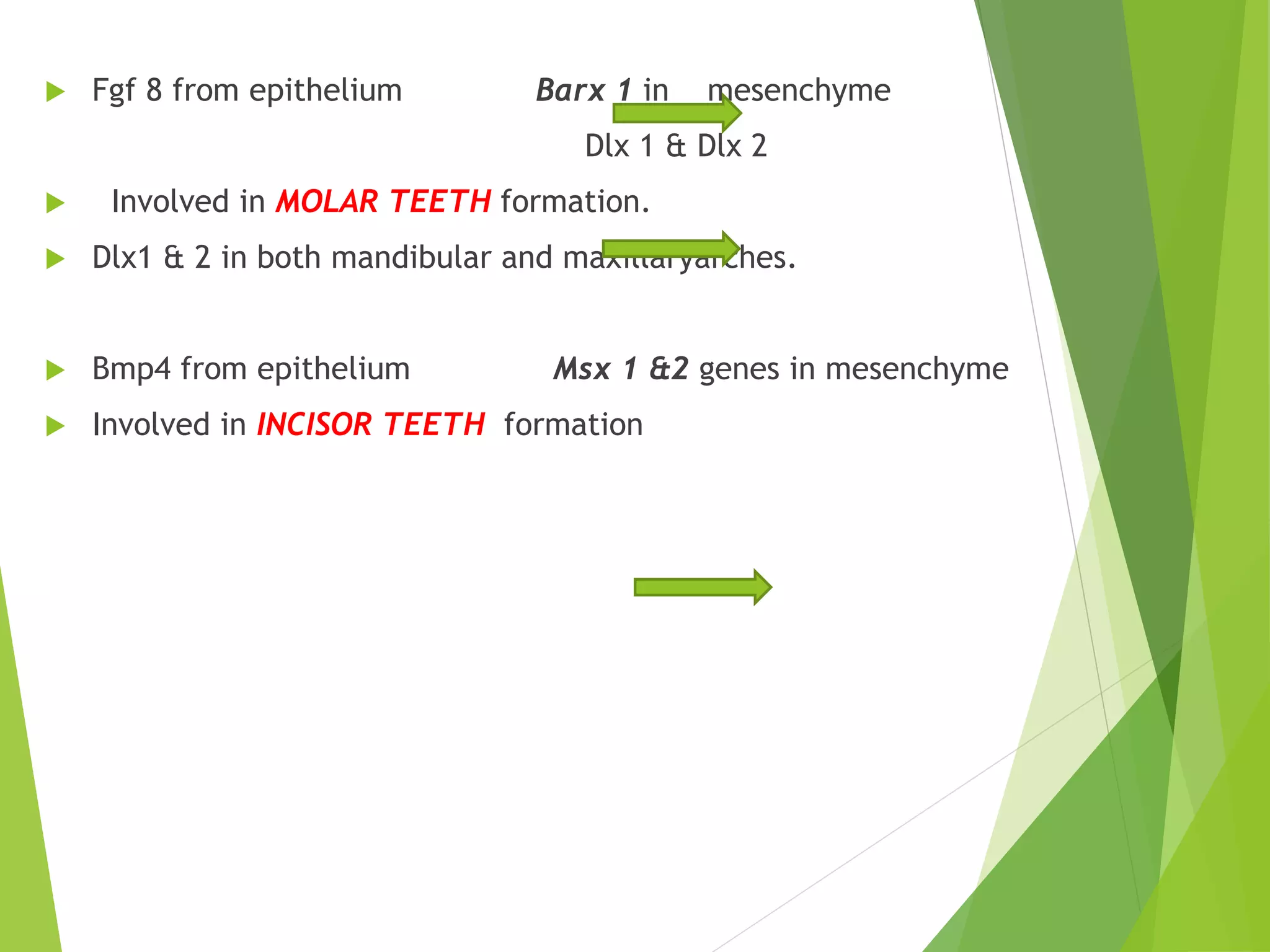 Genetics in tooth development | PPTX