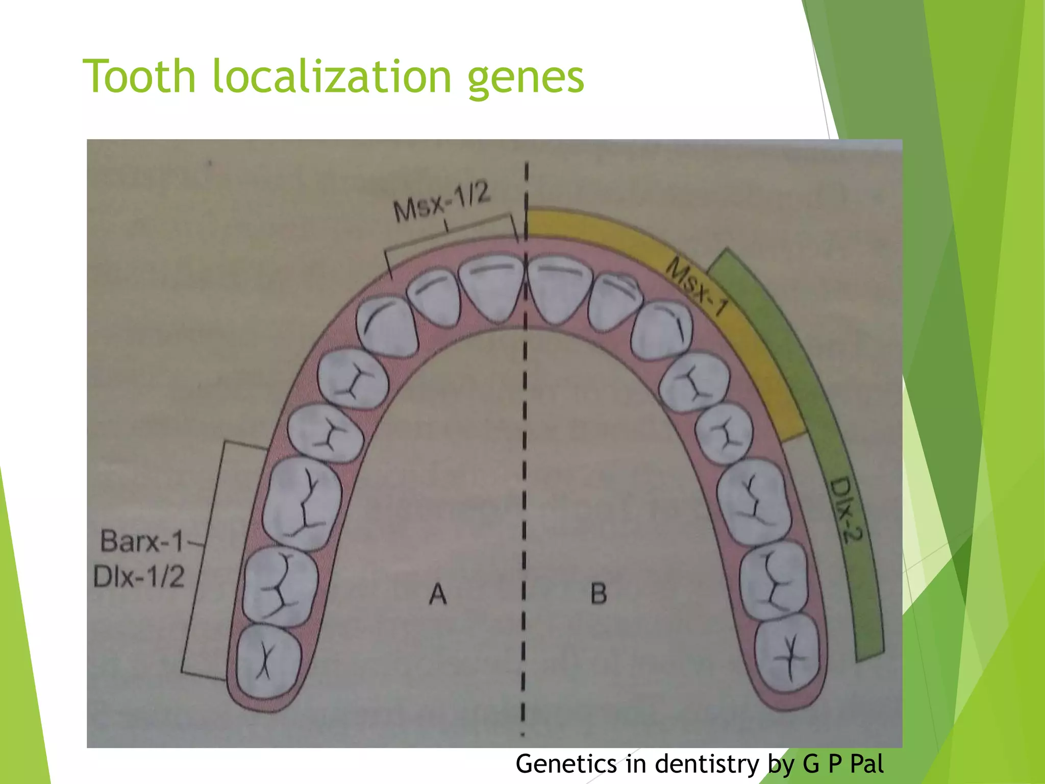 Genetics in tooth development | PPTX