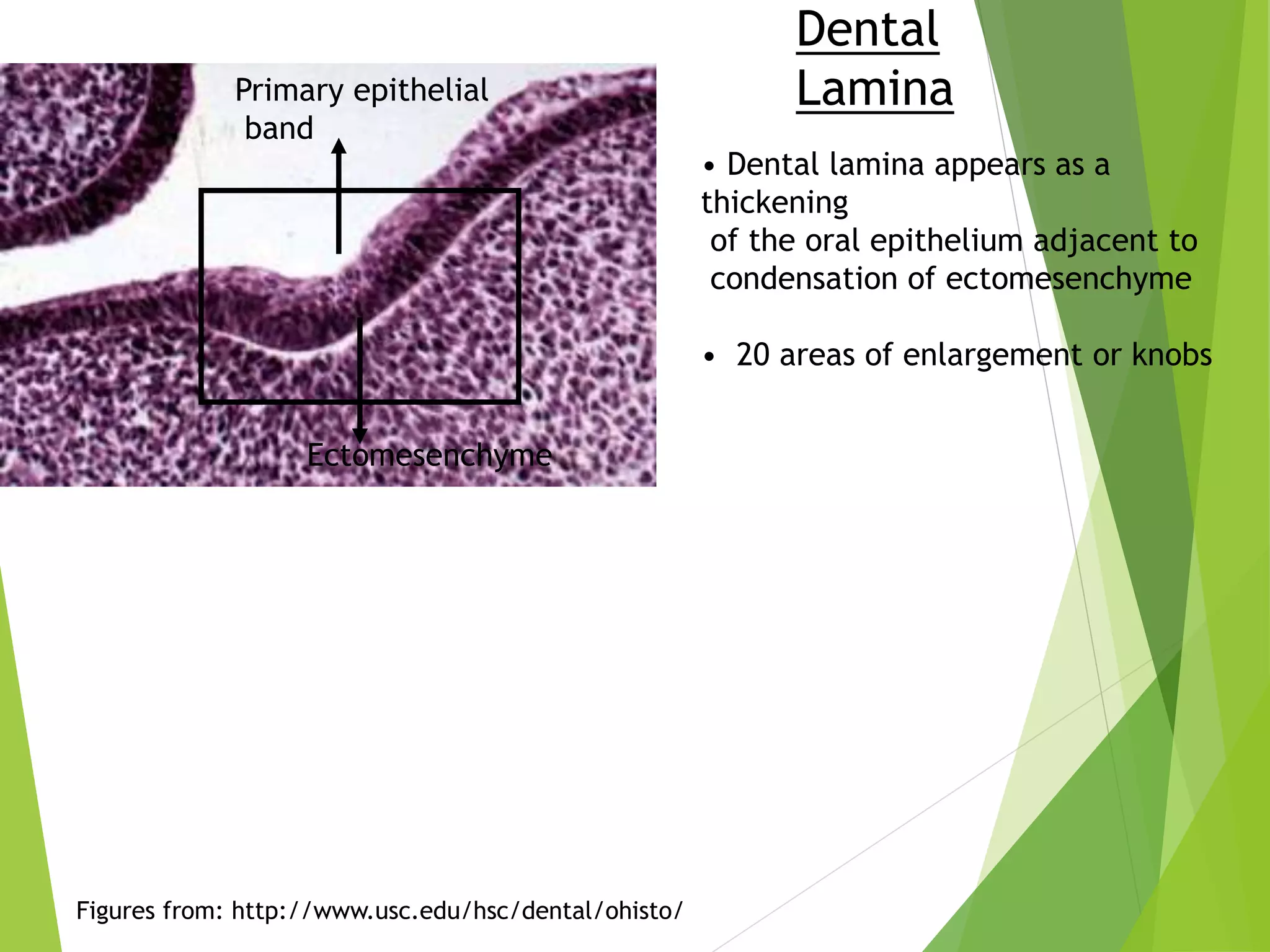 Genetics in tooth development | PPTX