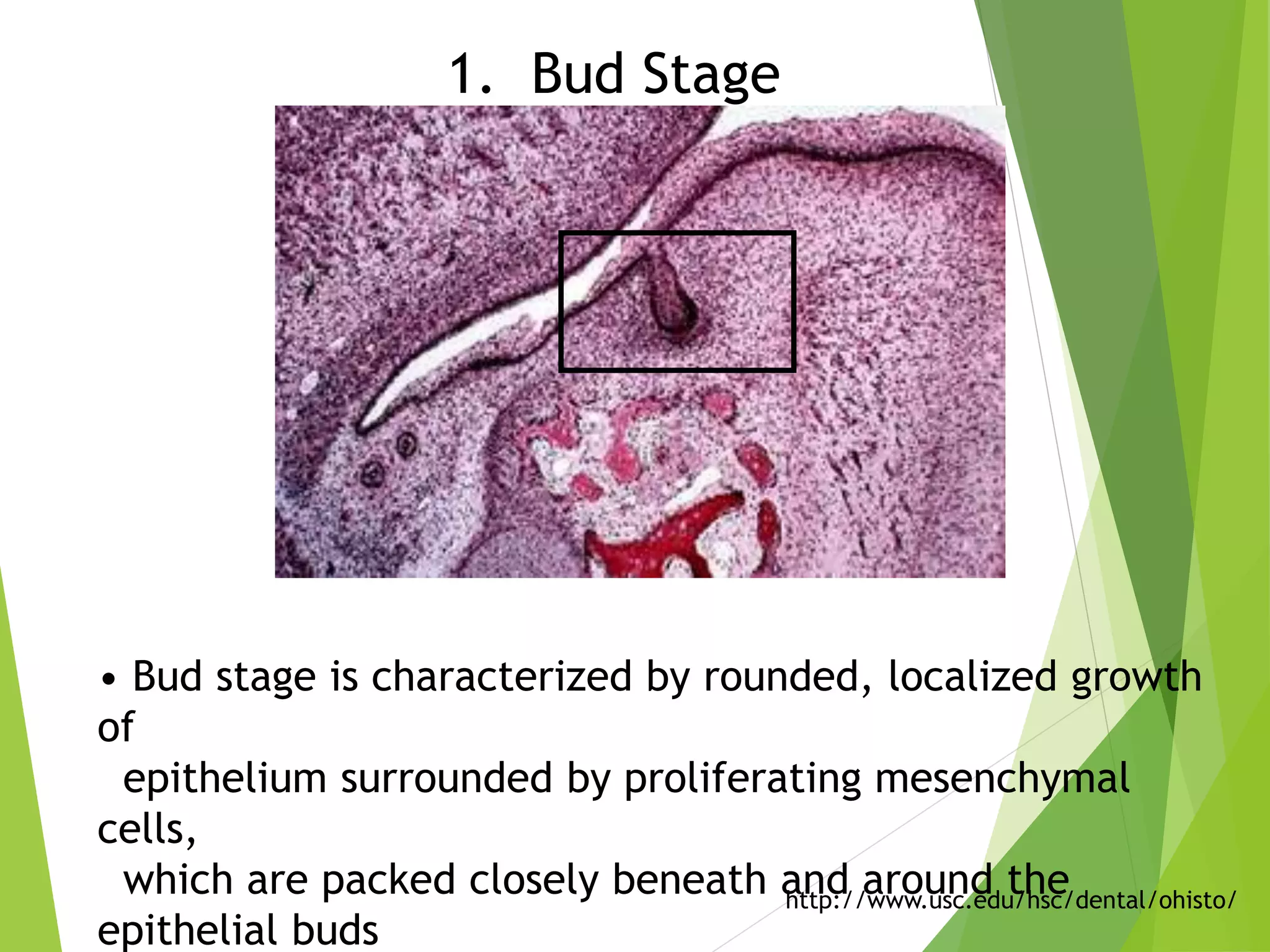Genetics in tooth development | PPTX