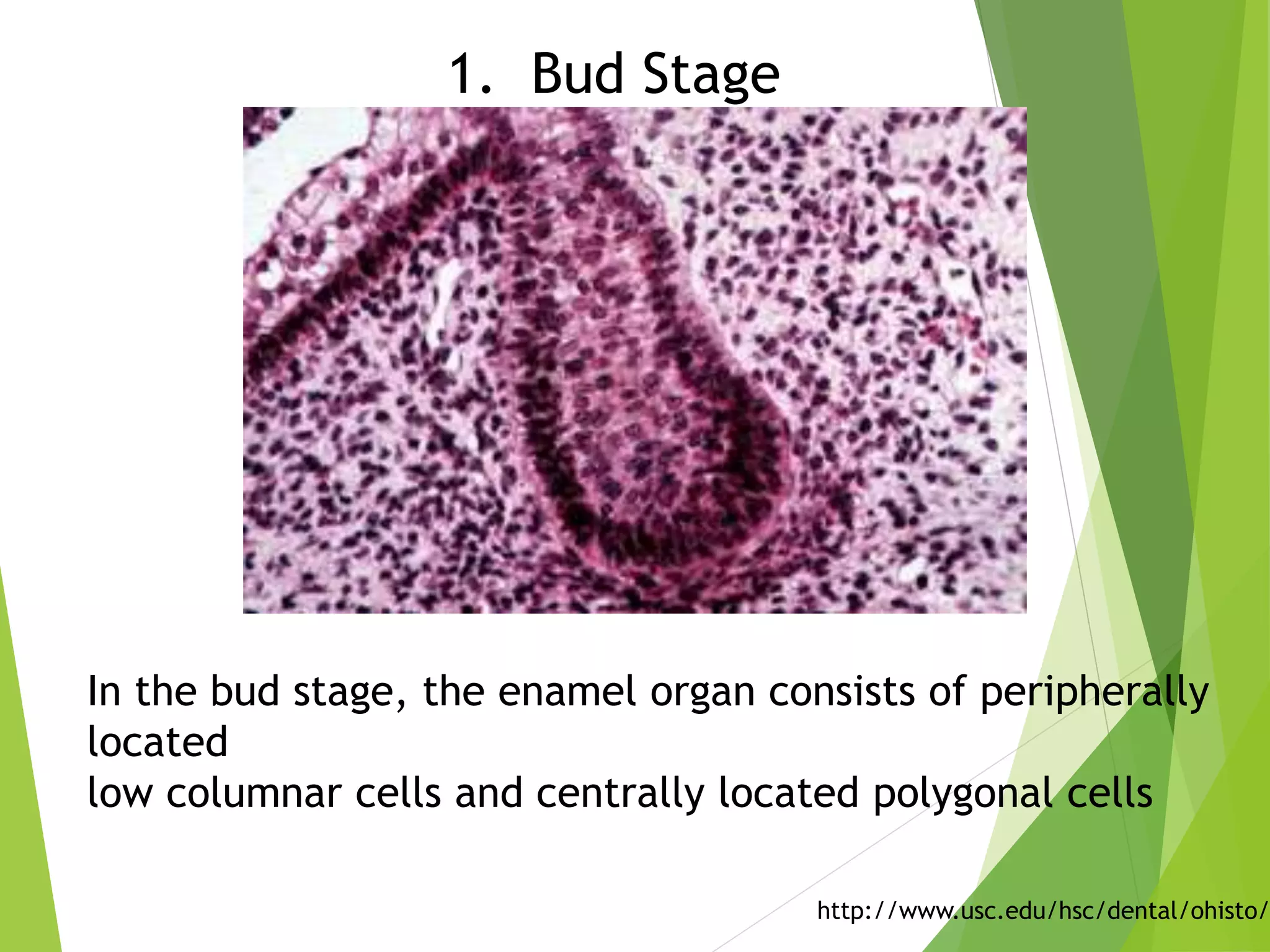 Genetics in tooth development | PPTX
