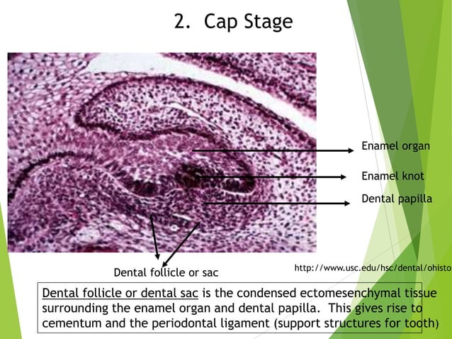 Genetics in tooth development | PPTX