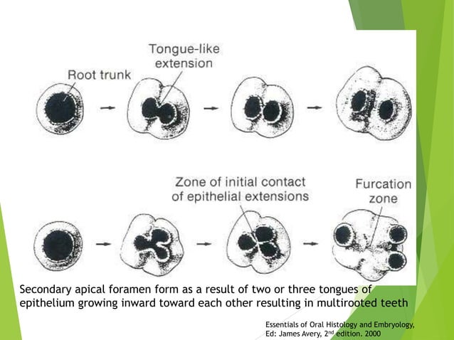 Genetics in tooth development | PPTX
