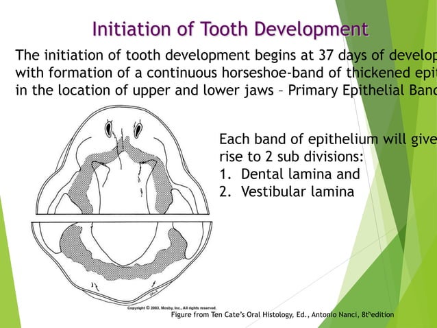Genetics in tooth development | PPTX
