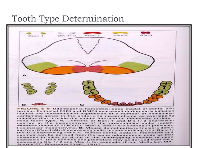 Genetics in tooth development - Copy.pptx | Dental Health | Diseases ...