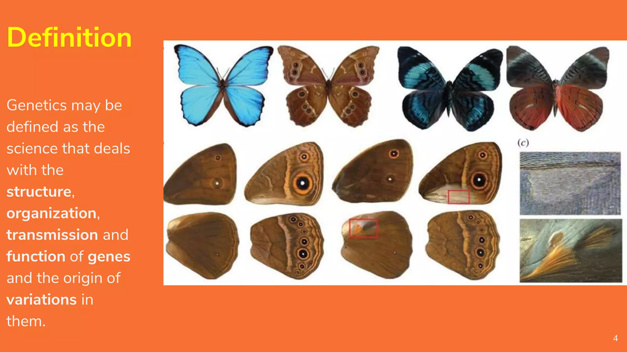 Genetics introduction | PPTX | Genetics | Science