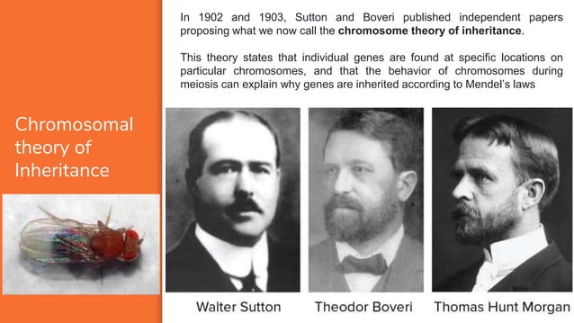 Genetics introduction | PPT