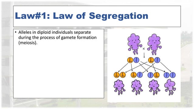 Genetics Lab 2.pptx