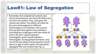 Genetics Lab 2.pptx