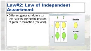 Genetics Lab 2.pptx
