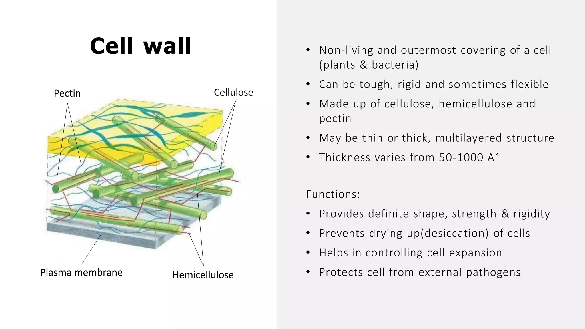Genetics Lab 3-Cell.pptx