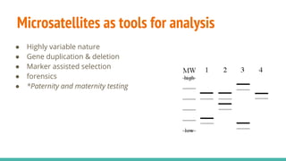 Microsatellites as Identifiers | PDF