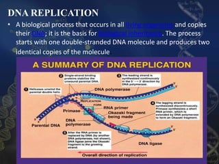 DNA STRUCTURE, REPLICATION AND MANIPULATION | PPTX